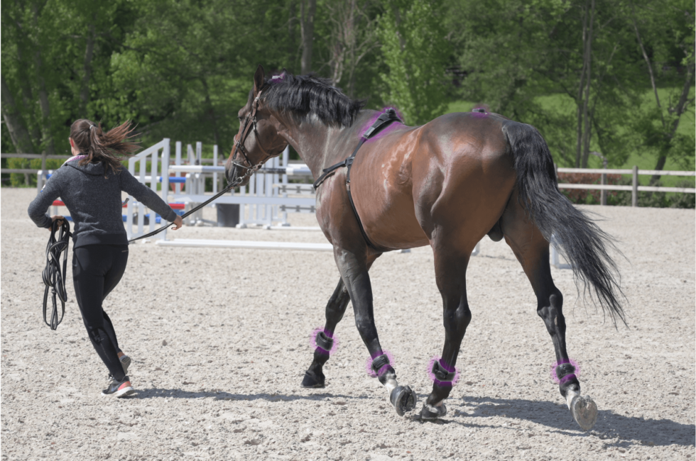 How to measure the evolution of the horse's locomotion?