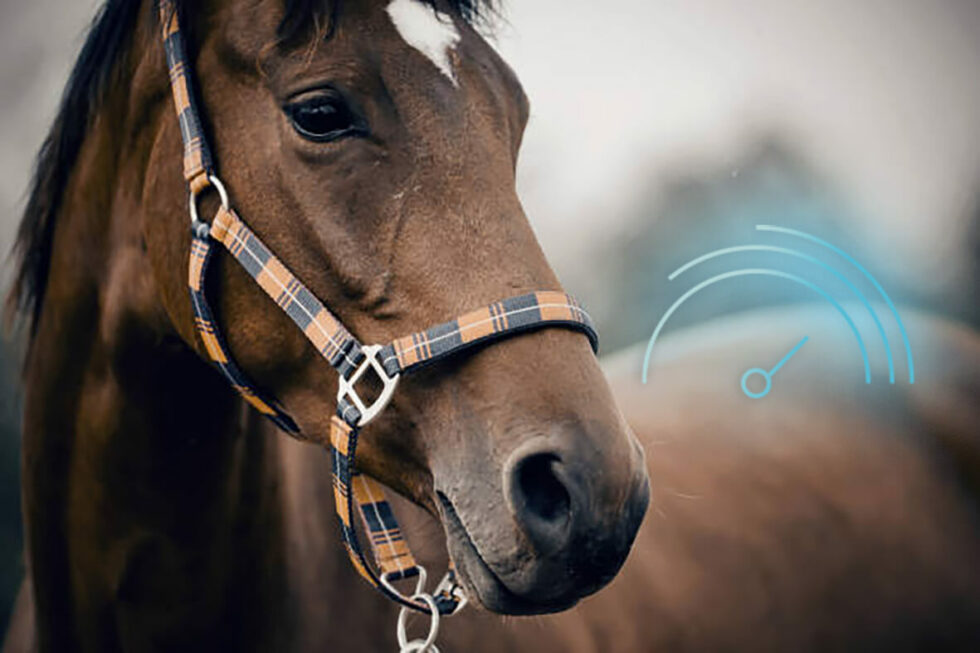 Equine welfare: the measurement indicators' complexity Equine welfare: the measurement indicators' complexity