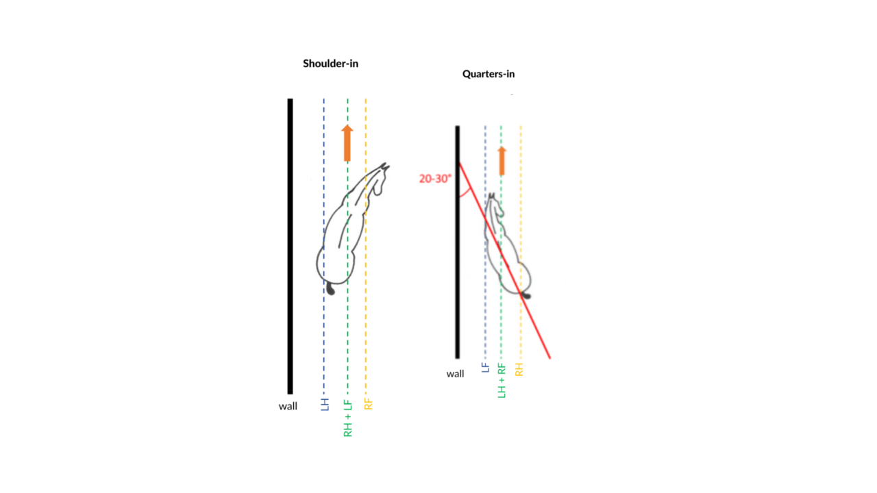 Horse's warm-up: what are the best practices?