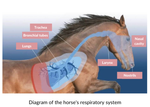 What effects does training have on the horse's respiratory system?