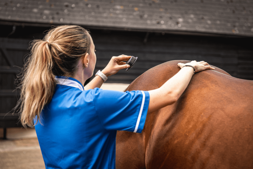 Equine veterinary medicine: the impact of innovations