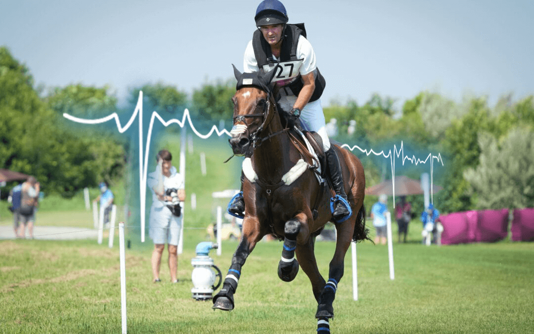 Fréquence cardiaque : l’atout santé du cheval athlète