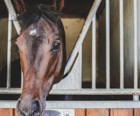 Atypical equine myopathy