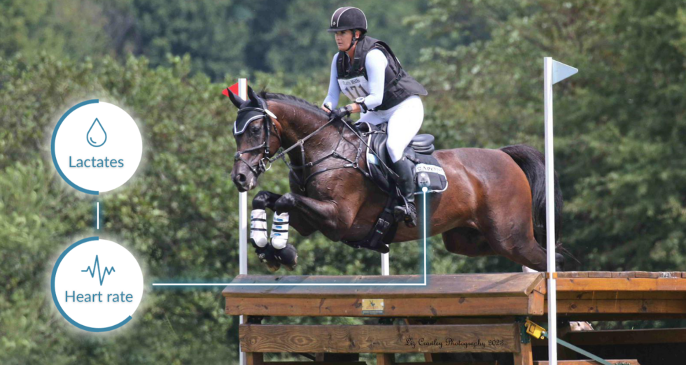Standardised test of effort in athletes horses - Vet Services