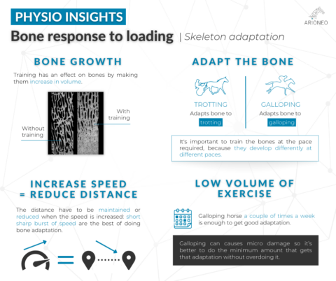 Bones response to loading