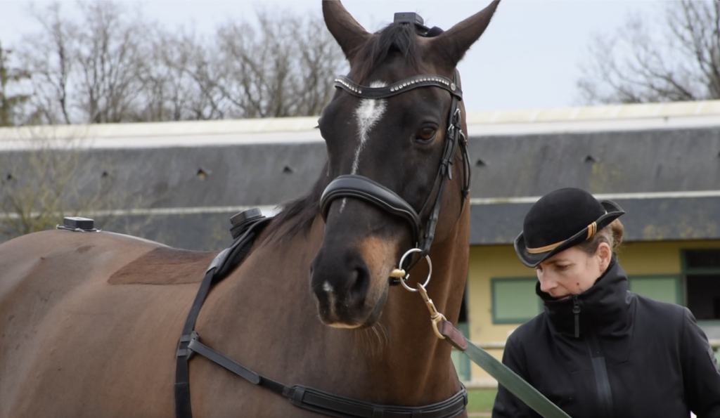 Combining well-being and high performance: how Equisym brings serenity ...